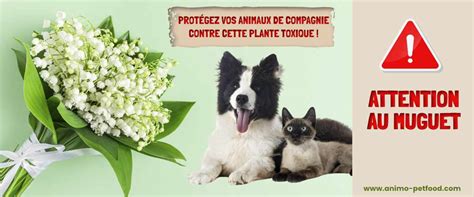 Le Muguet Et Les Animaux De Compagnie Connaître Les Dangers Et Les