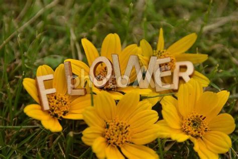 Flower No Ac Ok