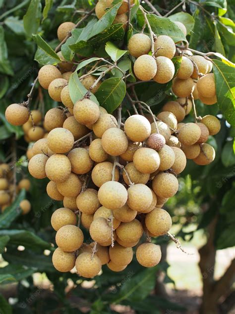 Premium Photo Longan In The Garden