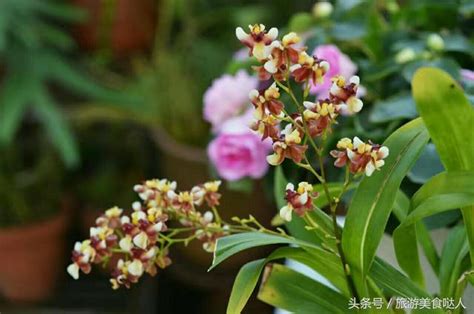 陽台的蘭花綻放美好高潔賢德 每日頭條