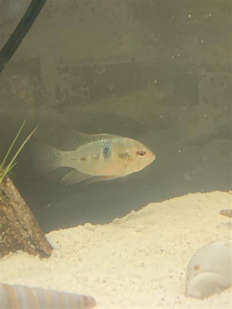 How Do I Sex My Gbrs I Think It Might Be A Female And Male But They Lip