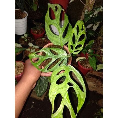 Jual Phillo Janda Bolong Variegata Lokal Shopee Indonesia
