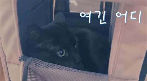 박수홍 반려묘 병원行에 애타는 마음 아기 태어나면 어떡하나