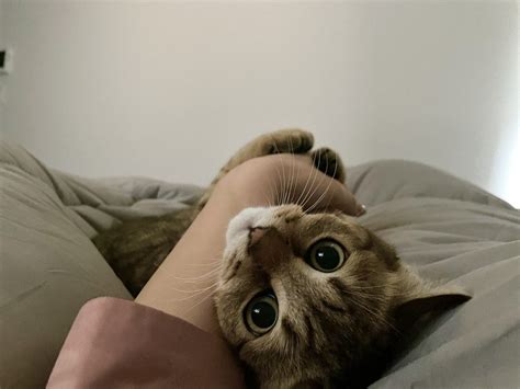 「さすがに特別休暇使えますよね？？」 猫に愛され過ぎる飼い主さんのつぶやきに賛成の声続々 連載jp