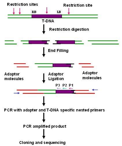 Schematic Representation Of Adaptor Pcr Specific Adaptor Molecules Are