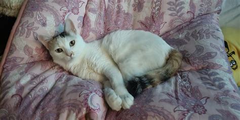 お腹真白の三毛猫