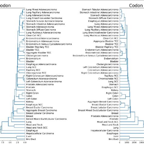 Primary Tumor And Normal Tissue Specific Codon And Codon Pair Usage A