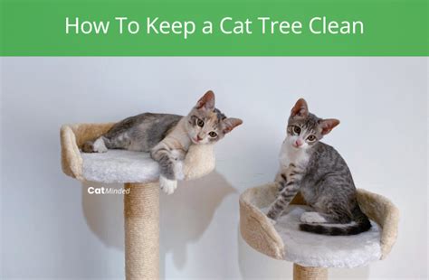 How To Keep A Cat Tree Clean Simple Steps To Clean A Cat Tree