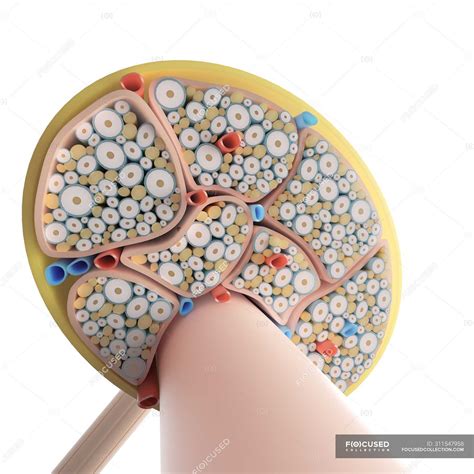 Human Nerve Structure In Cross Section Digital Illustration — 3d