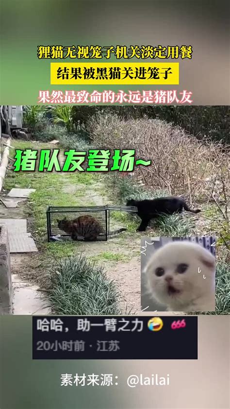 狸猫无视笼子机关淡定用餐 结果被黑猫关进笼子 果然最致命的永远是猪队友