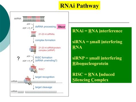 Ppt Rna Processing And Rnps Molecular Events Inducing Rna Maturity Powerpoint Presentation