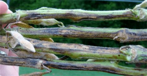 Southern Stem Canker Ut Crops Disease Field Guide