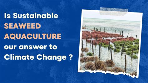 Sustainable Seaweed Farming YouTube