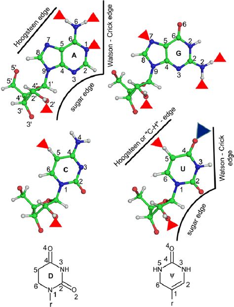 Schematic Representation Of Modified Base Pairs Showing Their