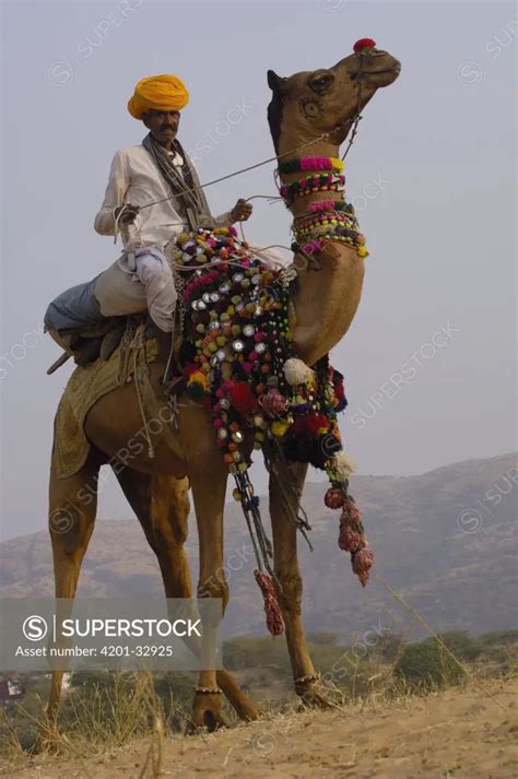 Dromedary Camelus Dromedarius Camel With Rider At Pushkar Camel And