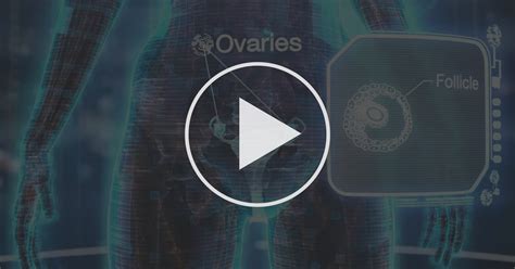 Lecture Part Female Reproductive Anatomy Anatomy Development And Hormones Coursera