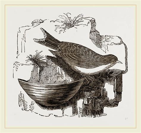 Esculent Swallow And Nest Drawing By Litz Collection Pixels