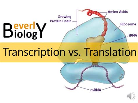 Transcription Diagram Biology