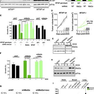 PDF MTAP Deletions In Cancer Create Vulnerability To Targeting Of The
