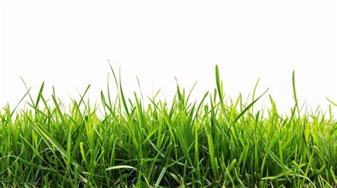 Premium Photo Fresh Green Grass Isolated On A White Background
