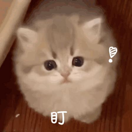 小猫咪盯表情包 可爱小猫一脸呆萌，旁边带爱心符号，下方配文“盯”表情包图片动图 求表情网 斗图从此不求人