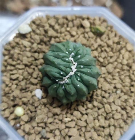 Astrophytum Asterias Cv Kikko Nudum F Cristata