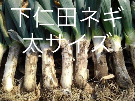 【やや傷や汚れあり】下仁田ネギ 太めサイズ 群馬県産 宅急便コンパクト 下仁田ねぎの落札情報詳細 ヤフオク落札価格検索 オークフリー