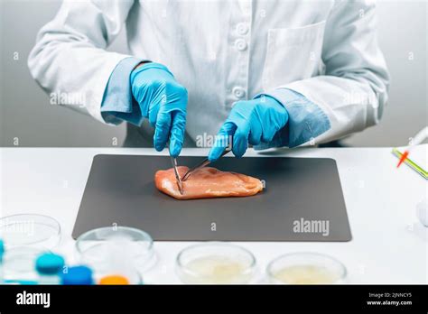 Quality Control Inspector Taking Poultry Sample Stock Photo Alamy