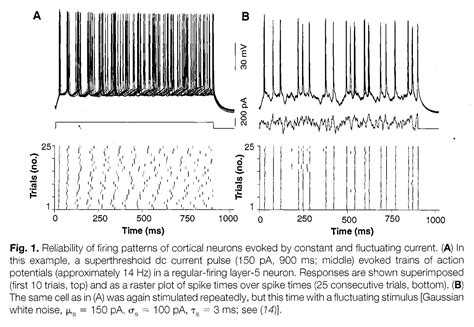 Neurobiology In What Ways Can Neurons Fire Randomly Cognitive