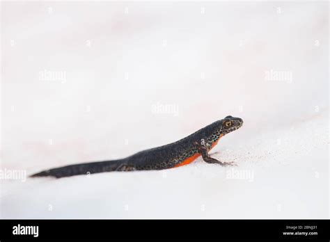 Newt Mating High Resolution Stock Photography And Images Alamy