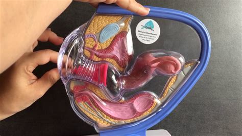 Menstruationsbecher Tagefänger Einführen And Entfernen