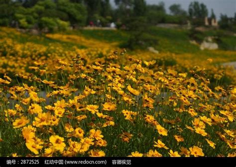 绽放的金鸡菊种植基地高清图片下载 红动中国