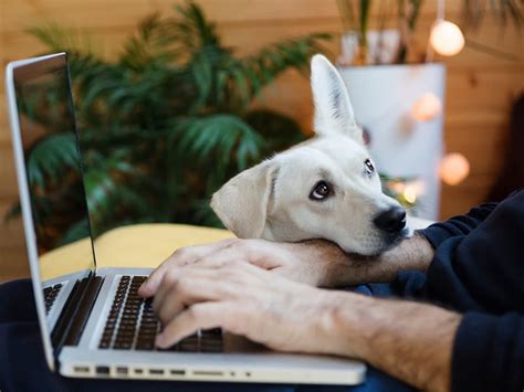 Why Is My Dog Being Clingy Causes Of Clinginess In Dogs · Kinship
