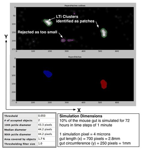 Cellprofiler Output For One Simulation Run In Which Two Peyers Patches