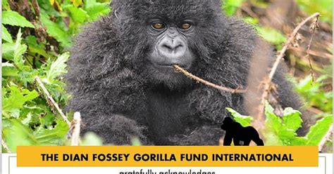 Gme Strong Gorillas Strong Album On Imgur