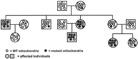 Mitochondrial Inheritance Rgeneticcounseling