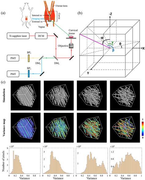 Schematic Of The Sample Preparation Imaging System And Analysis Download Scientific Diagram