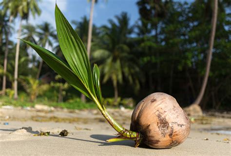 코코넛 나무 태국 코 팡 안에에서 열 대 해변의 해 안에 세척을 새싹 코코넛 음식에서 화장품에 이르기까지 사용의 그들의 다양성에 대 한 알려져 있다 새싹에 대한 스톡 사진