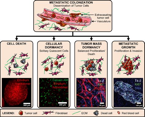 Fate Of Disseminated Tumor Cells Circulating Tumor Cells Extravasate