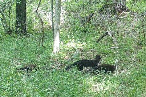 Fisher Weasel In Pa