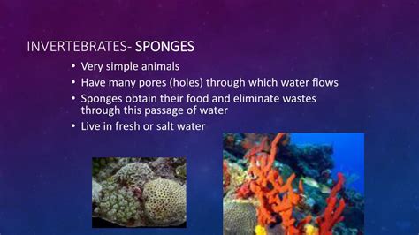 Ppt Invertebrates Powerpoint Presentation Free Download Id2374539