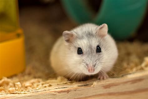 Do Hamsters Hibernate 6 Important Things To Know Tiny Small Pets