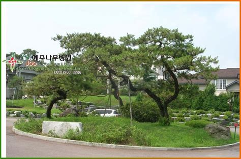 소나무 군식모아심기 식재구성 네이버 블로그
