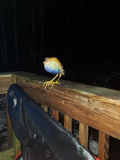 Ebird Checklist 16 Jan 2021 Gray Town Area 1 Species
