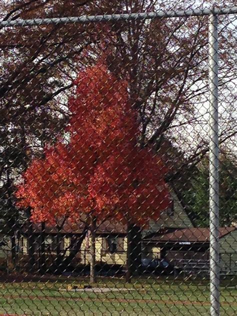 Blursed Tree Scrolller