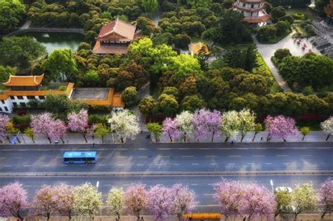 福州工业路羊蹄甲开花时间 本地宝