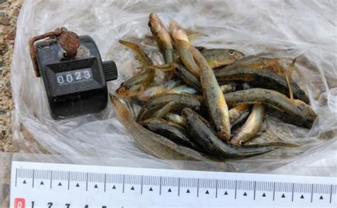 船橋港でのハゼ釣りで9cm頭に23匹【千葉】ふなっしー直売所が間近なポイントで満喫 Tsurinews