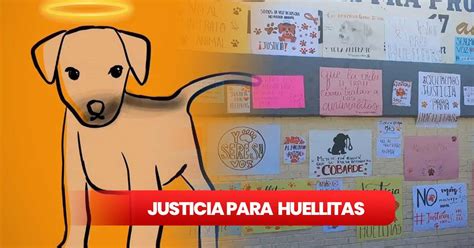 Justicia Para Huellitas Esto Se Sabe Del Caso Del Perrito Torturado