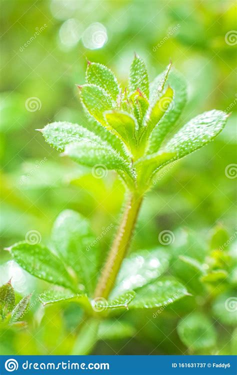 Galium Aparine Cleavers Clivers Goosegrass Catchweed Stickyweed