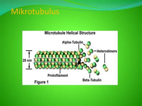 Ppt Gambar Sel Tumbuhan Dan Sel Hewan Beserta Organelnya Powerpoint Presentation Id